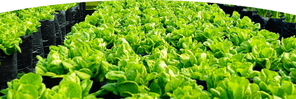 Contact producedude - Fresh Local Produce From SC & NC : Produce Dude
